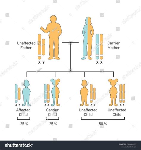 X Linked Recessive Inheritance Concept Design Royalty Free Stock