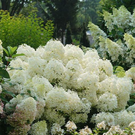 Tiny Quick Fire® Hydrangea Panicle Creekside Nursery Inc