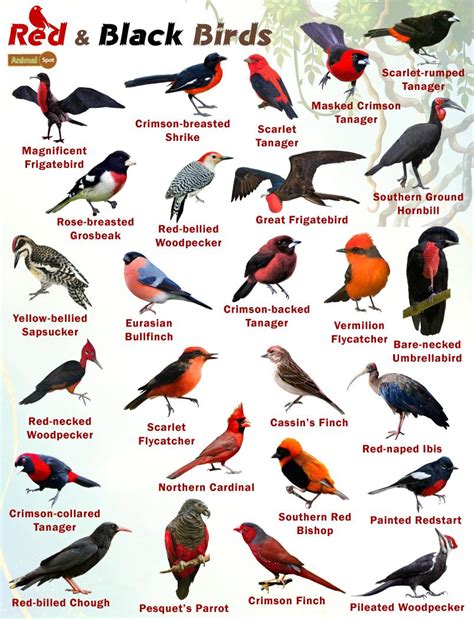 List Names Of Black Bird Black Vulture Identification All About