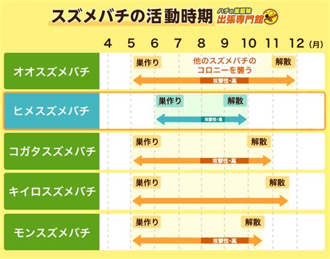 それ、本当にヒメスズメバチ？大きな蜂の特徴・見分け方・危険性