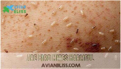 Birds Ticks And Diseases The Risks Prevention And Treatment