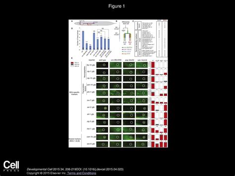 patricia m gordon oliver hobert developmental cell ppt download