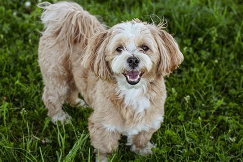 Lhasa Poo Lifespan Guide Diet Exercise And Health Tips