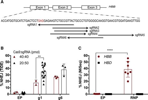 Screening Of Nucleases To Create Dsbs In Exon 1 Of The Hbb Gene A