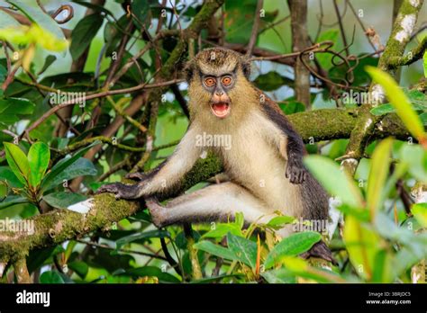 Whole Body Image Of Mona Monkey Stretching Out Between Branches And