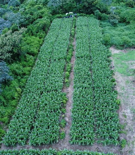 Citam Universidad De Sonsonate Dirección De Investigación