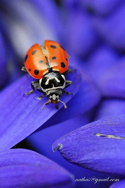 Macro Photography Of Ladybugs