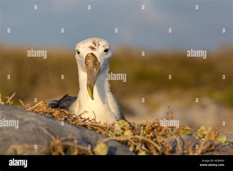 Waved Or Galapagos Albatross Sitting On Nest In Espanola Island