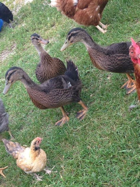 Sexing Rouen Ducks Backyard Chickens Learn How To Raise Chickens