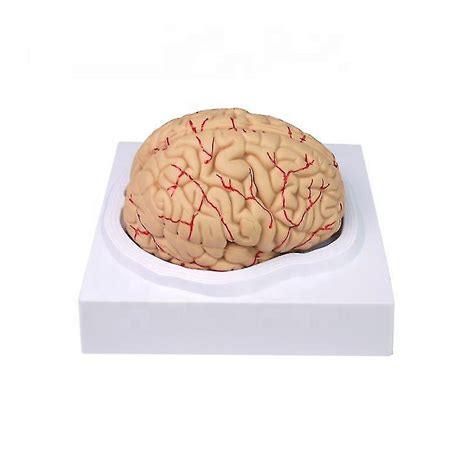 Learning Resources Human Brain Anatomical Model Anatomically Accurate Brain Model Life Size