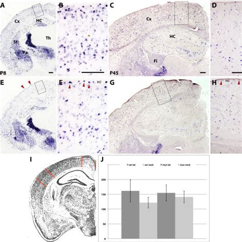 Postnatal Laminar Distribution Of Cortical Interneuron Subtypes A F Download Scientific