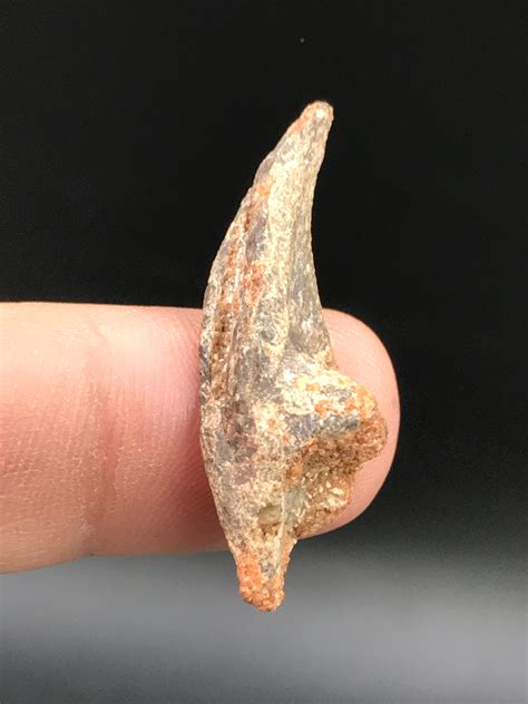 At Auction Dinosaur Fossil Natural Collectible Specimen Claw
