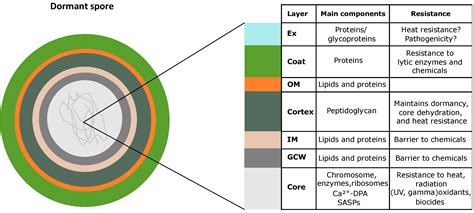 Endospore Formation In Bacteria