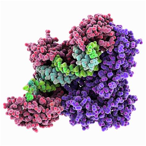 Hiv 1 Reverse Transcriptase Enzyme 1 By Science Photo Library