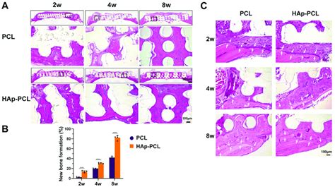 Hande Staining For The Sectioned Tissue Inside The Scaffold At 2 4 And Download Scientific