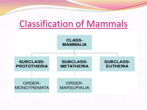 Classification Of Mammals Pdf