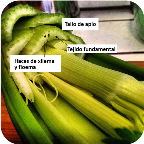 Tecno Aprender Ciencias 5° I Periodo