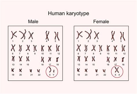 How Are Babies Made Know The Basics