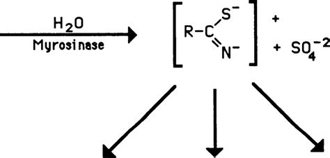 General Scheme Of Enzymatic Hydrolysis Of Glucosinolates Download Scientific Diagram
