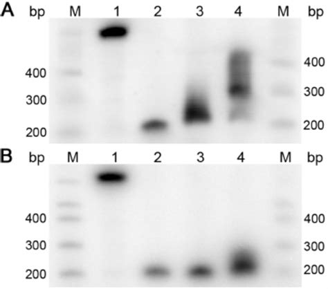 Equilibrium Between Circular And Linear Conformations Of 199 Bp Dna Download Scientific Diagram