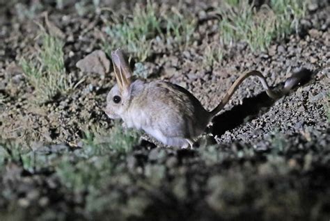 Ploddingbirder Spotlighting In The Gobi Desert