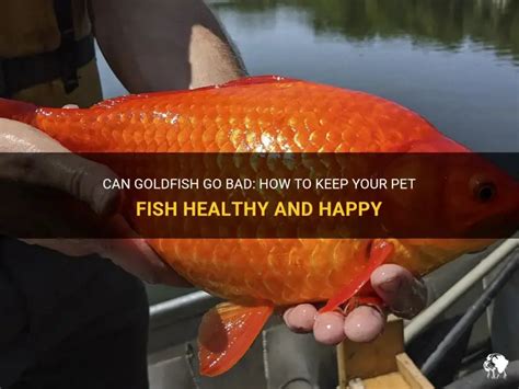 Can Goldfish Go Bad How To Keep Your Pet Fish Healthy And Happy Petshun