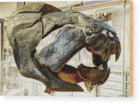 Stl File Dunkleosteus Fossil ・3d Printable Model To 56 Off