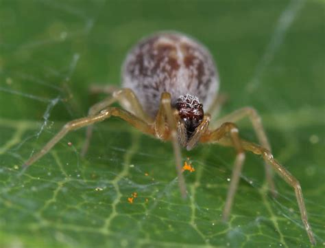 Emblyna Sublata Nopalityna Sublata Bugguide Net