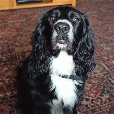 Duke Cocker Spaniel English Purina Uk