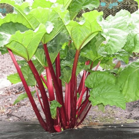 Rhubarb Varieties