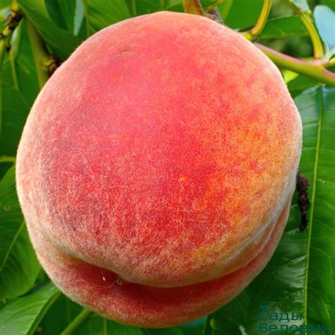 Персик Фрост - Сады Беловых