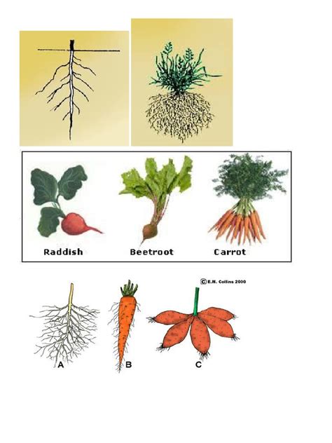 Root System Root Plant Morphology