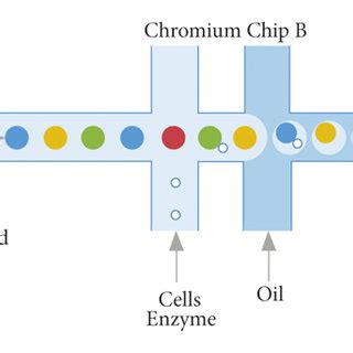 The Single Cell RNA Sequencing ScRNA Seq Procedure A GEM Download Scientific Diagram