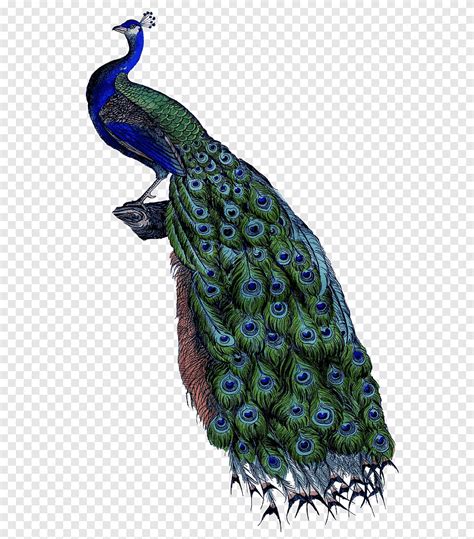 파보 페인팅 아트 캔버스 벽 공작 패턴 수채화 그림 포스터 Png Pngegg