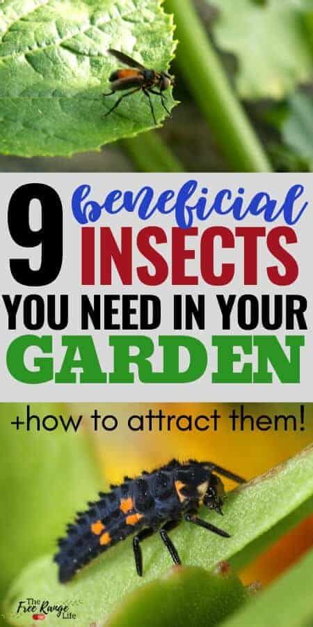 9 Beneficial Insects For Your Garden How To Attract Them