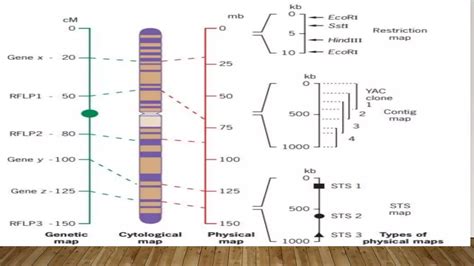 Genomics And Proteomics Ppt Pptx Biological Sciences Science