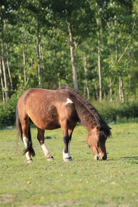 Image Libre Chevaux Poney Prêle Des Champs Ferme Ranch équins