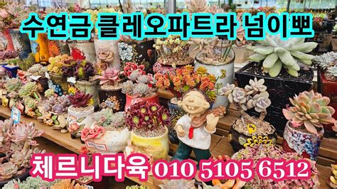 체르니다육💗예쁜신상💥수연금클레오파트라방울복랑메비나돌기연두장미금홍등하트딜라이트벤바디스제이드스타금🌸2353