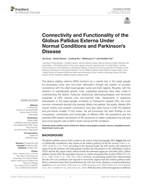 Pdf Connectivity And Functionality Of The Globus Pallidus Externa Under Normal Conditions And