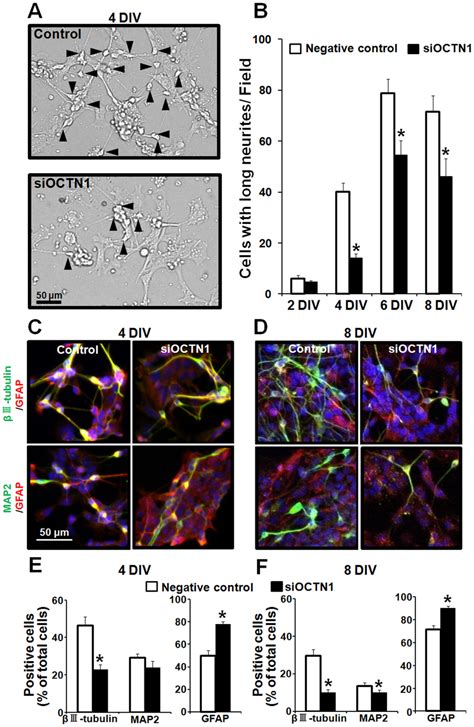 Effect Of Octn1 Knockdown On Differentiation Of P19 Npcs P19 Cells