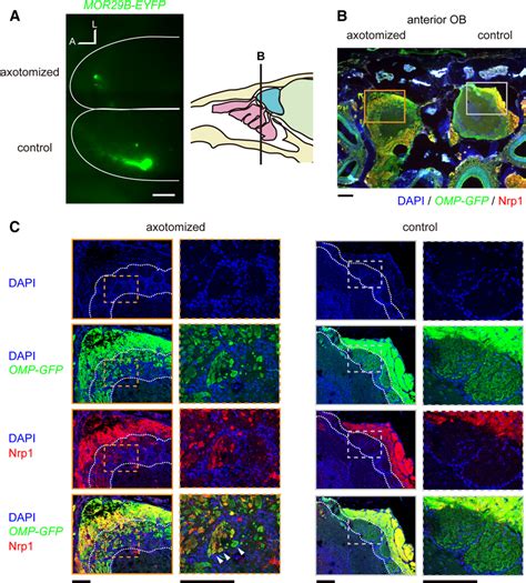Anterior Posterior Topography Is Disrupted After Axotomy A Defective