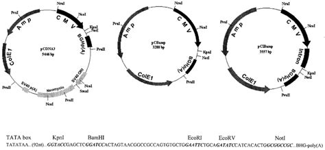 Schematic Representations Of Plasmid Vectors Pcdna3 Pcbamp And