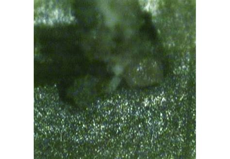figure s 1 78 optical image of resin embedded polished sample for
