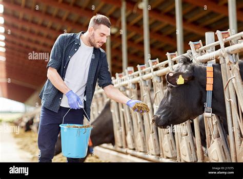 man feeding cows with hay in cowshed on dairy farm Stock Photo - Alamy