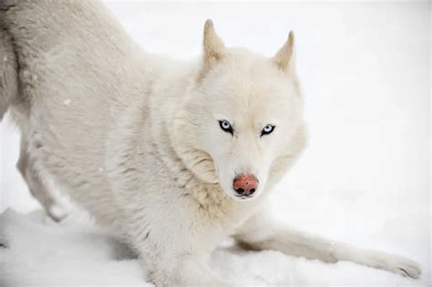 White huskey — Stock Photo © Taden1 #4939537