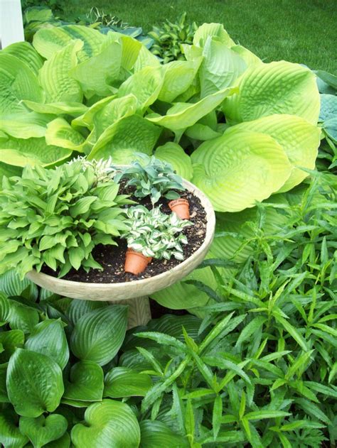 Miniature Hostas Miniature Garden Hostas Hosta Gardens