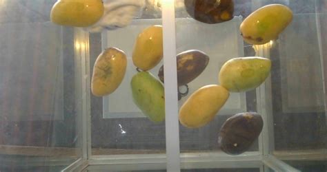 Mango Detection Object Detection Dataset By Cj Santos