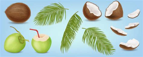 Coconut Leaf Vector Art Icons And Graphics For Free Download