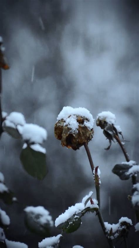 가로등 겨울 겨울 풍경 겨울철의 경치가 좋은 계절 기후 눈 눈 내리는 눈 덮인 눈밭 눈보라 눈송이 눈이 내리는 눈이 덮여 눈이 덮인 나무 도로