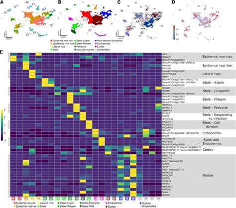 The Single Cell Transcriptome Program Of Nodule Development Cellular Lineages In Medicago